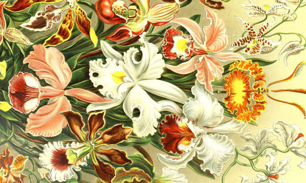 Media – Gregory Radick