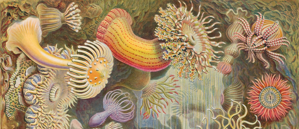 Media – Gregory Radick