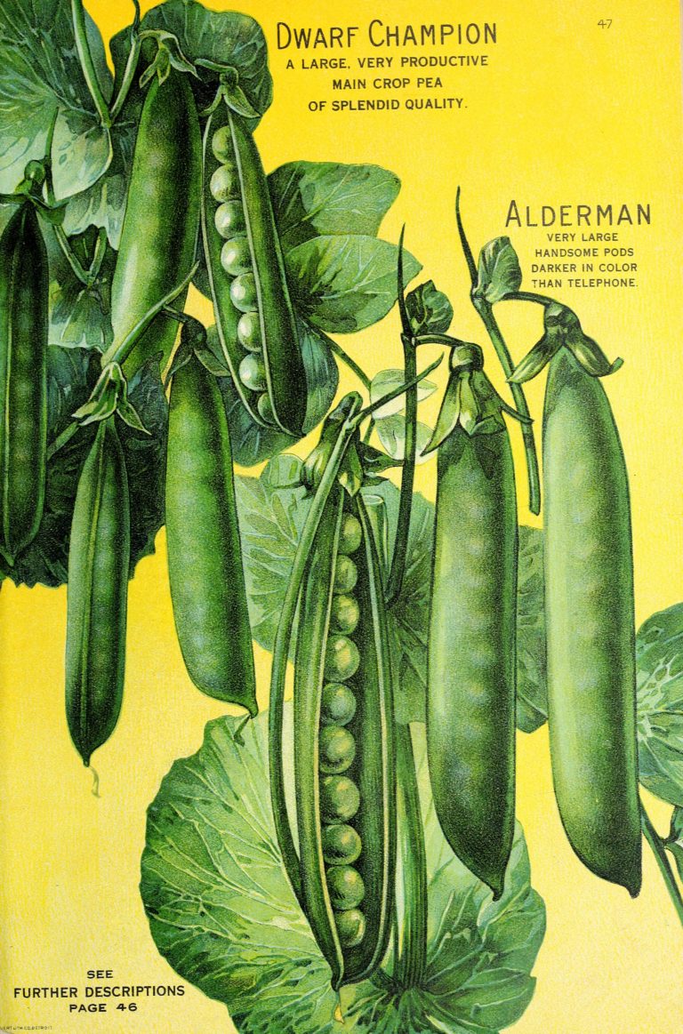 Research – Gregory Radick