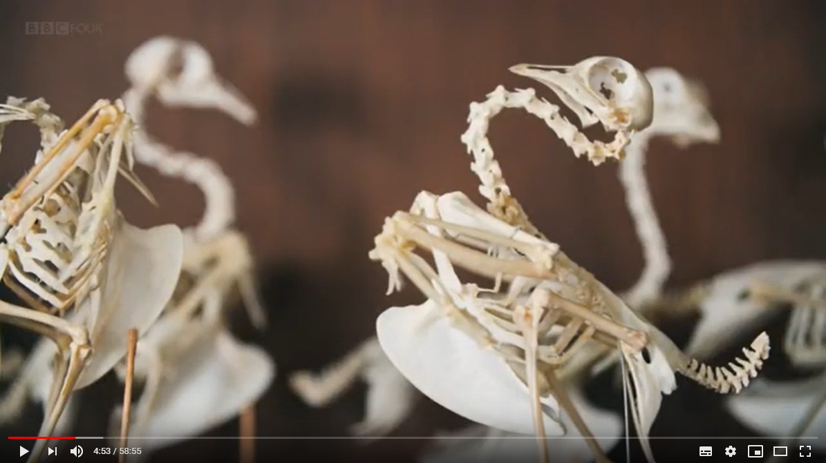 Media – Gregory Radick